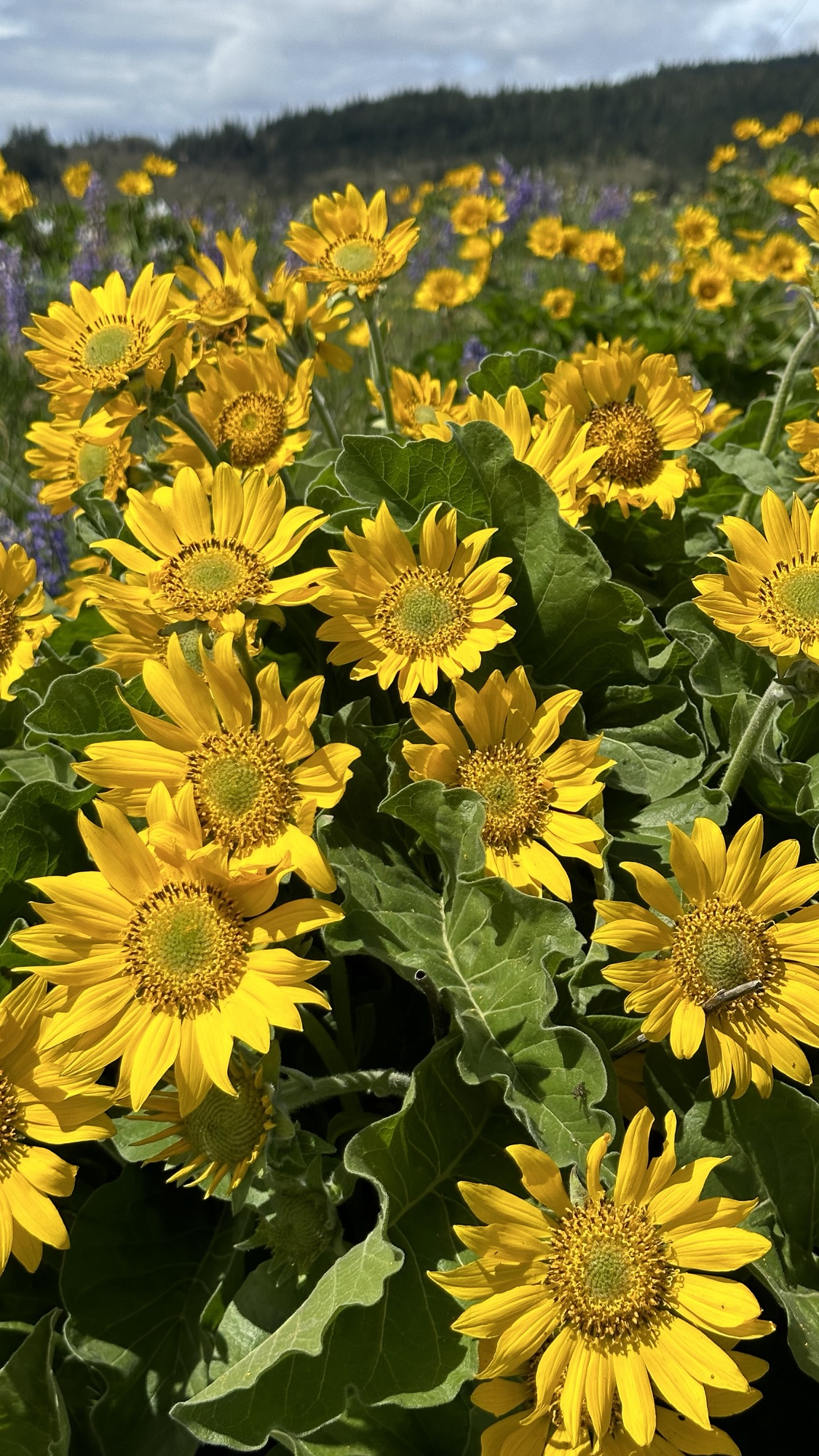 Hood River Trip, May 2023 | Wander Junkie